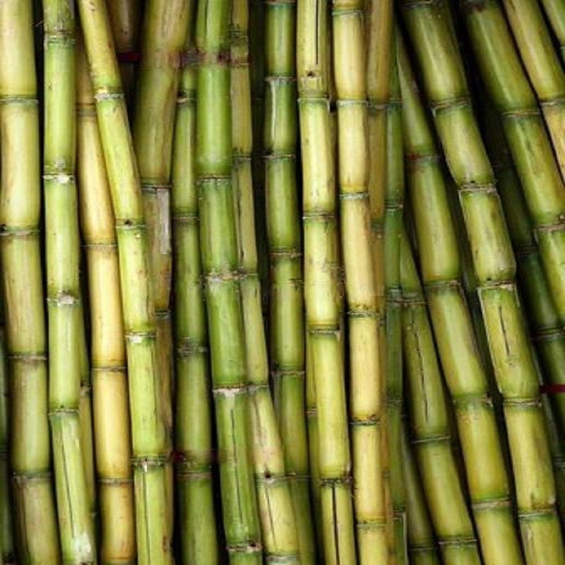 100 kg Sugarcane Washed - OZ Cane Juice